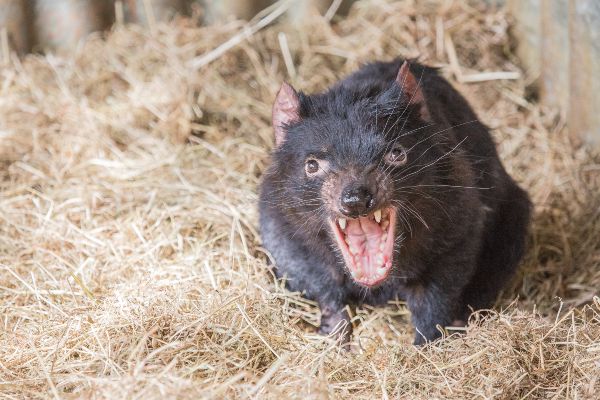 Do Rats or Mice Bite? | Dangers of Rodent Bites | Econex